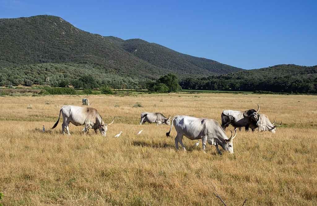 Um campo com gado pastando e aves, com uma montanha ao fundo.