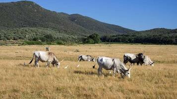 Um campo com gado pastando e aves, com uma montanha ao fundo.