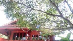 Uma casa de madeira vermelha tradicional com telhado de telhas, rodeada por vegetação exuberante e decorações penduradas.