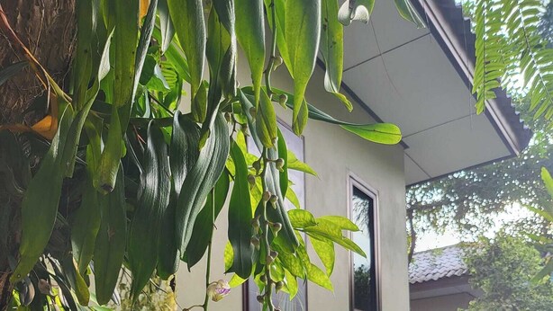Um jardim com diversas plantas e um caminho de pedra que leva a um edifício com janelas.