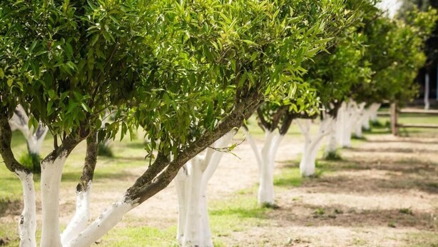 Fileira de árvores com troncos brancos e folhagem verde em área ajardinada.