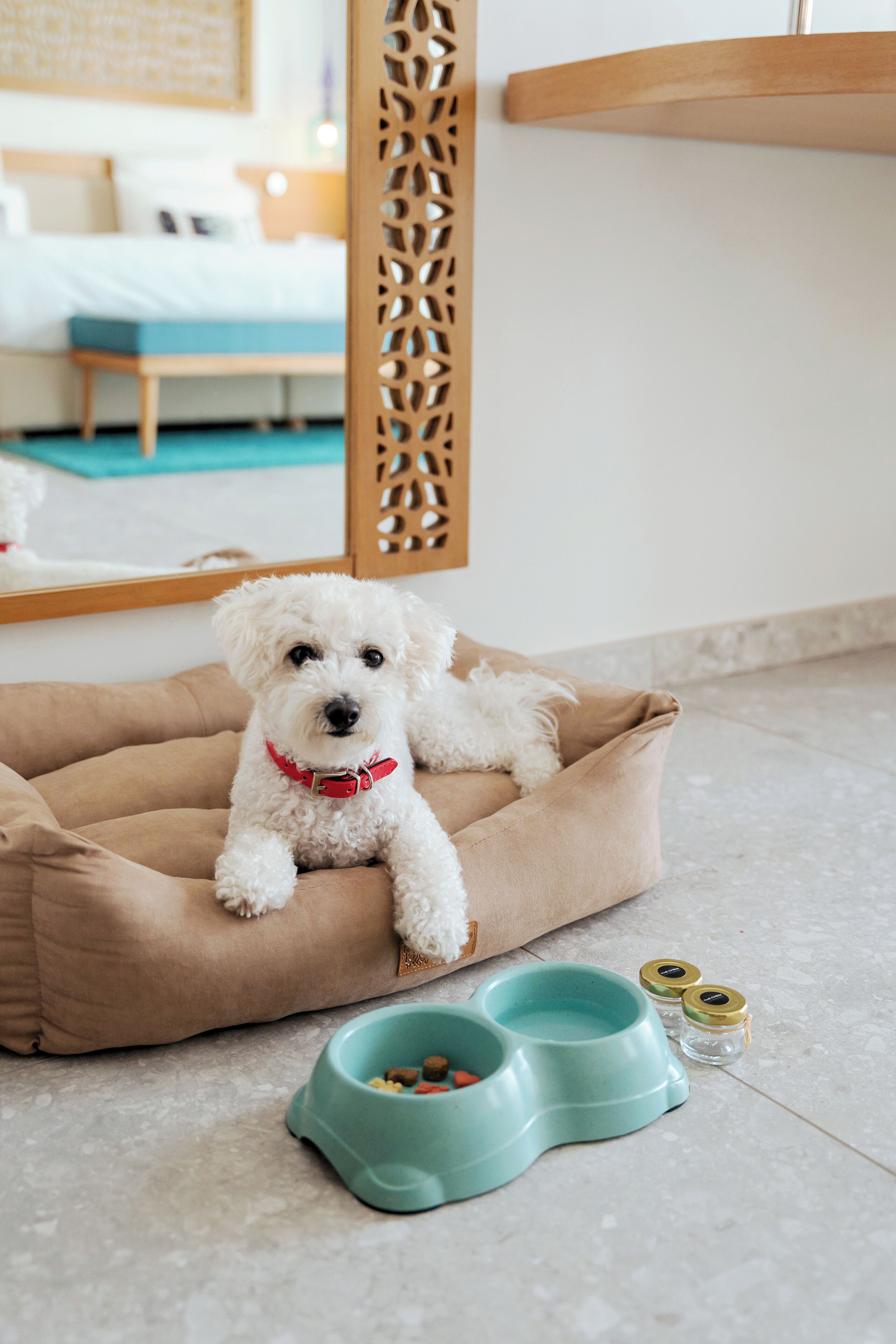 Um cão branco pequeno em uma caminha bege, com uma tigela de água azul e uma de comida ao lado.