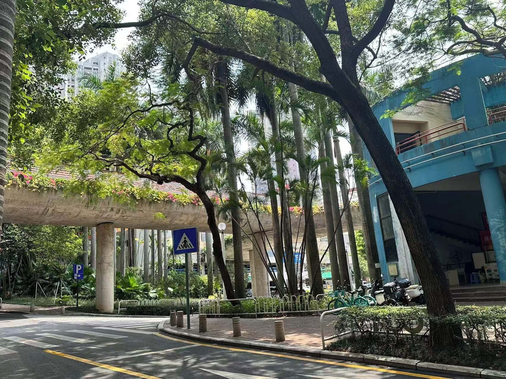 Rua com árvores, faixa de pedestres e um edifício azul com varanda.