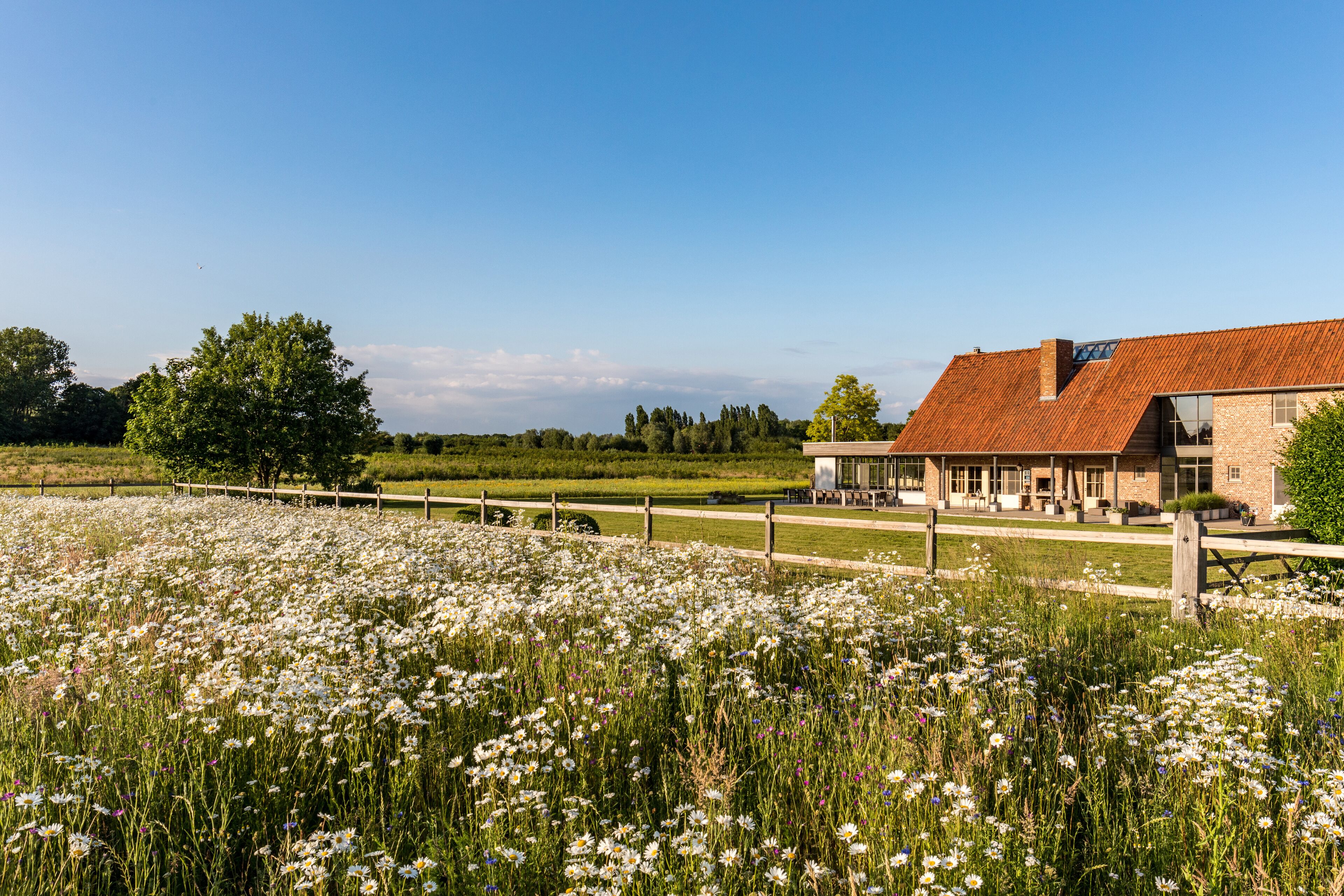 Um edifício moderno com telhado inclinado, rodeado por um campo de flores brancas.