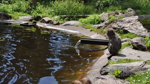Um macaco sentado em rochas perto de um lago com uma pequena cascata.