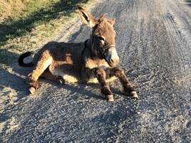 Um burro deitado numa estrada de cascalho.
