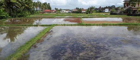 Paisagem rural com campos de arroz, algumas casas e palmeiras.