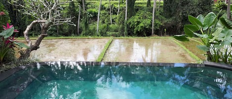 Piscina com vista para um jardim exuberante e um edifício ao longe.