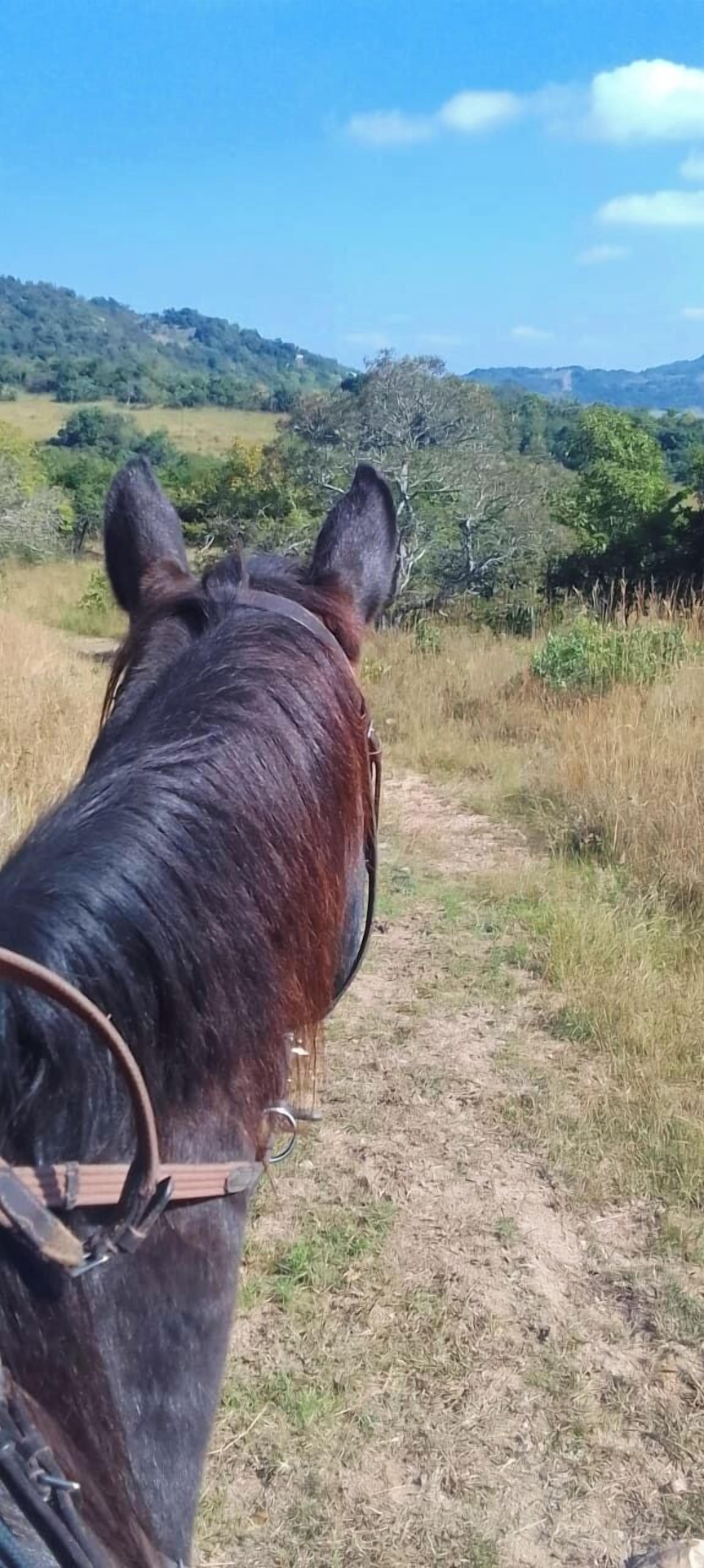 Cabeça de cavalo com freio, olhando para uma trilha de terra em ambiente natural, com árvores e colinas ao fundo.