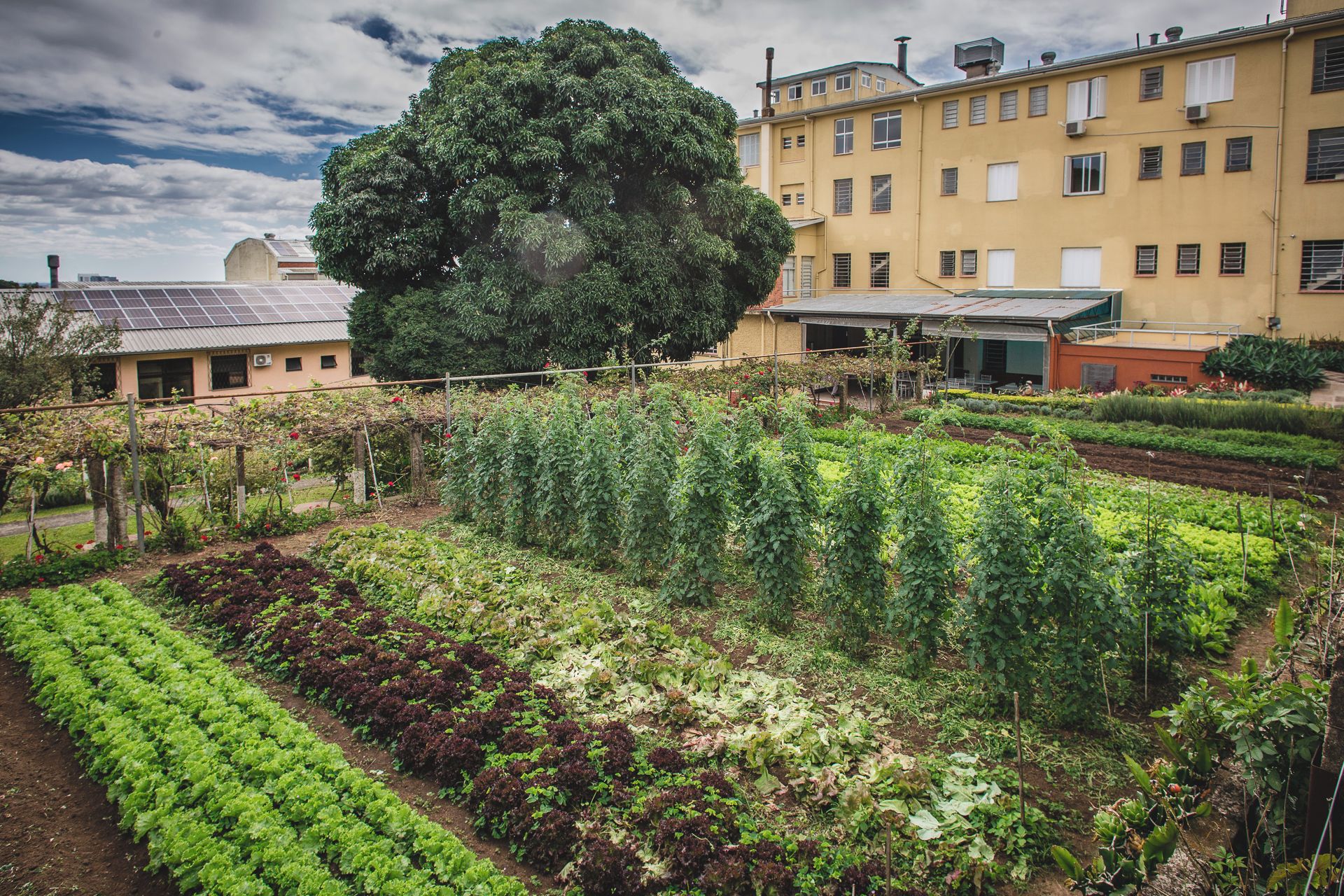 Jardim no terraço com diversas plantas e uma grande árvore.