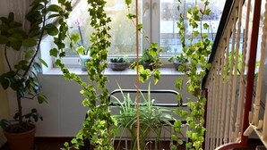 Escadaria com um pendente branco, plantas em vasos e vista para o exterior.