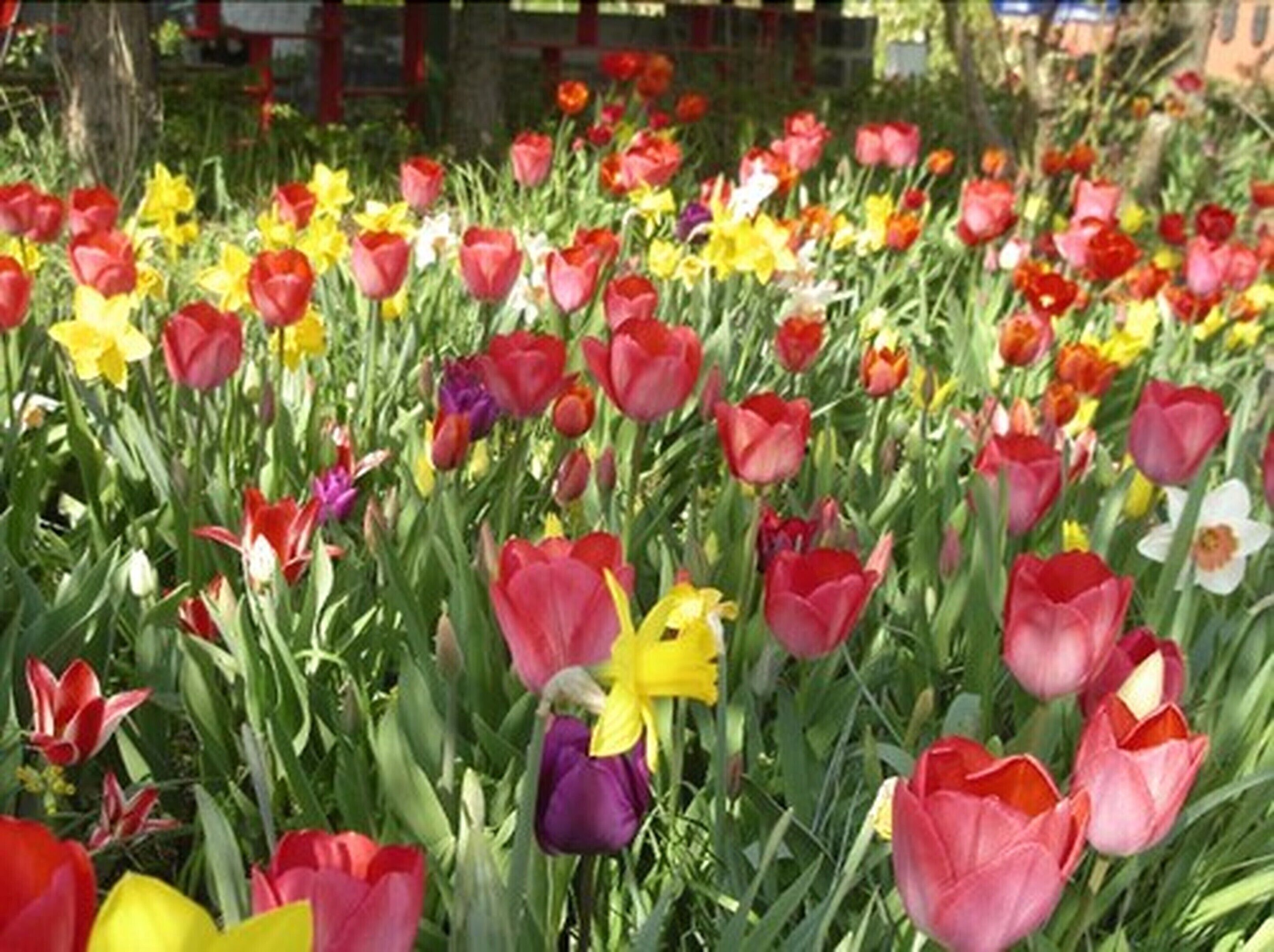 Um jardim com diversas tulipas em plena floração.