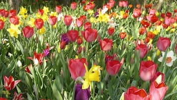 Um jardim com diversas tulipas em plena floração.