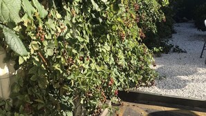 Um jardim com diversas plantas e um caminho de cascalho.