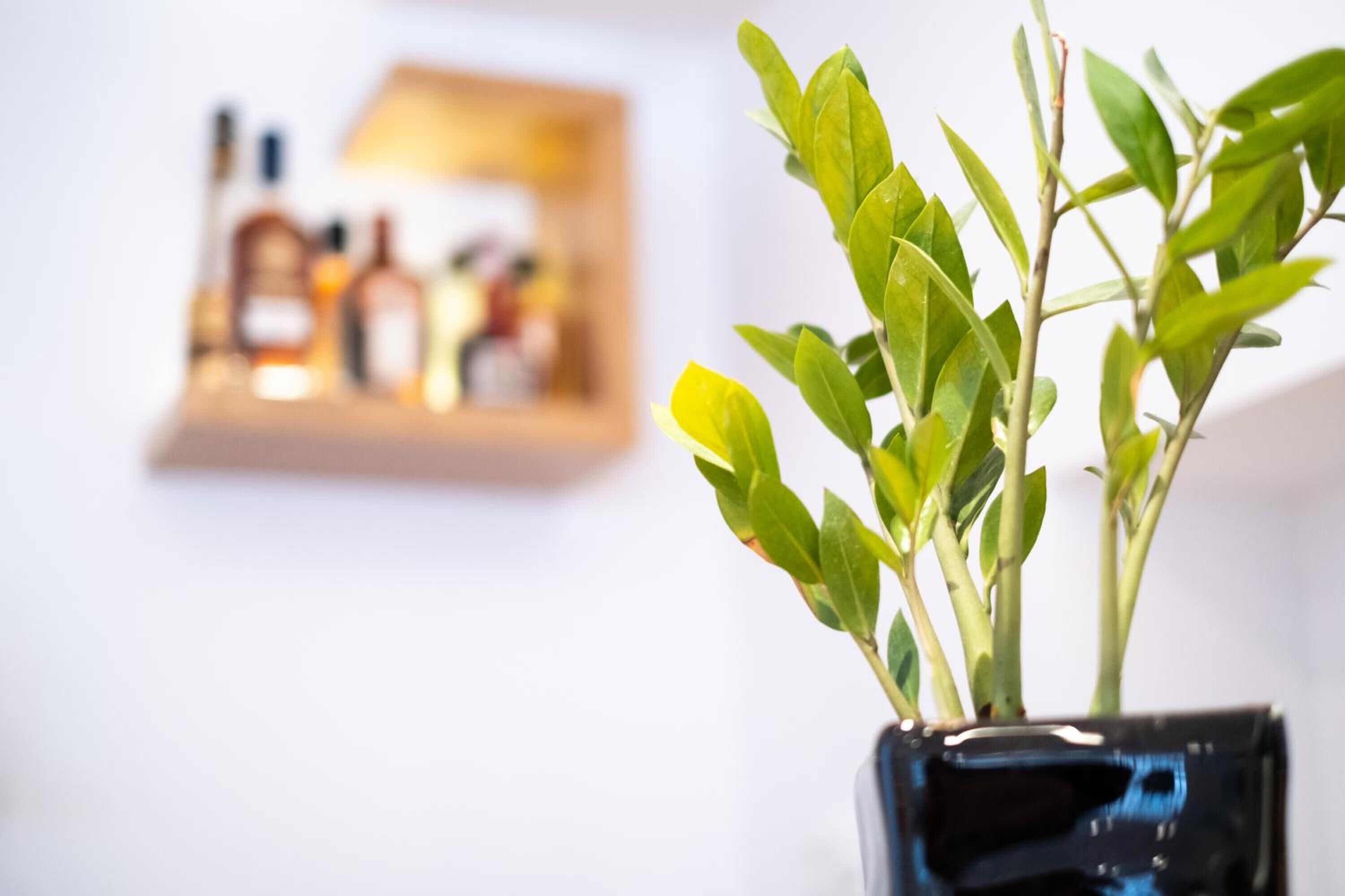 Uma planta em vaso com folhas verdes numa jarra azul escura.