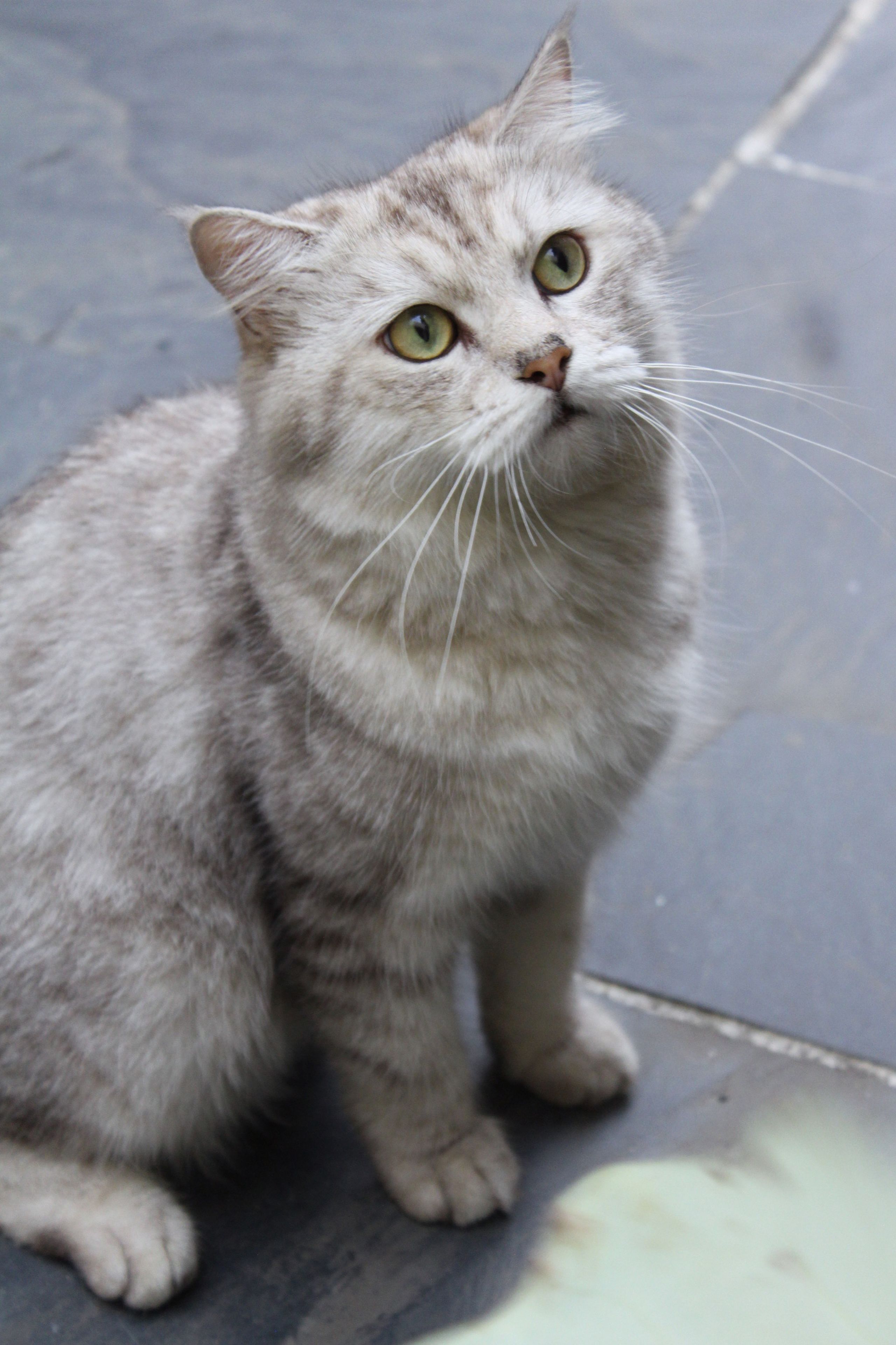 Um gato sentado em um chão de azulejos.