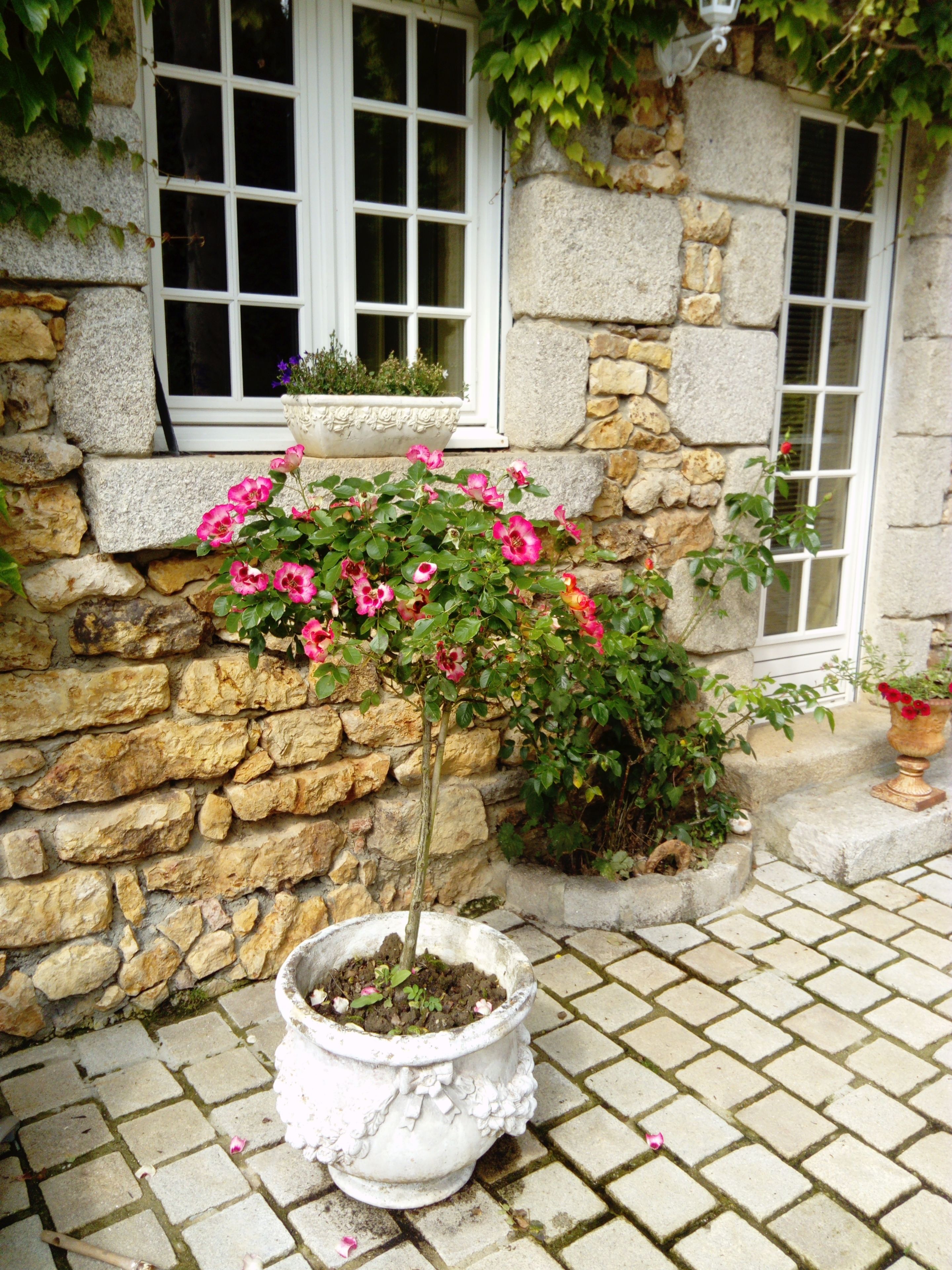 Edifício de pedra com um arbusto de rosas em vaso em frente a uma janela.