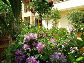 Pátio com plantas e flores em vasos, um edifício com sacadas e céu limpo.