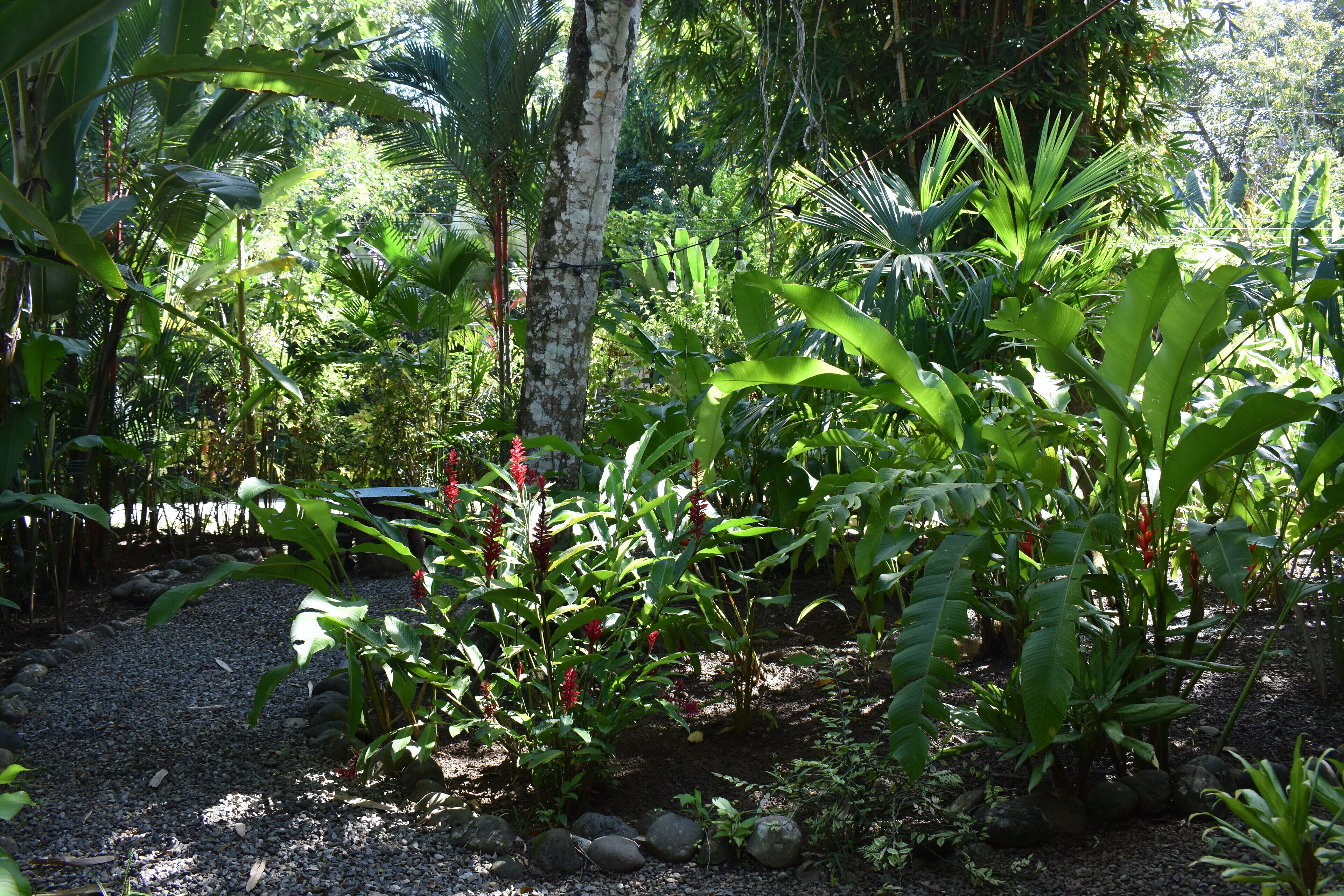 Um jardim com diversas plantas tropicais e um caminho de cascalho.
