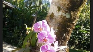 Um tronco de árvore com orquídeas rosa a crescer nele.