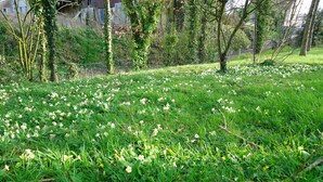 Uma área gramada com flores brancas espalhadas e árvores.