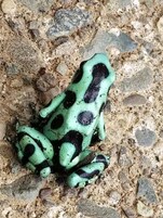 Um sapo sobre uma superfície rochosa.