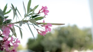 Close-up de flores cor-de-rosa com folhas verdes.