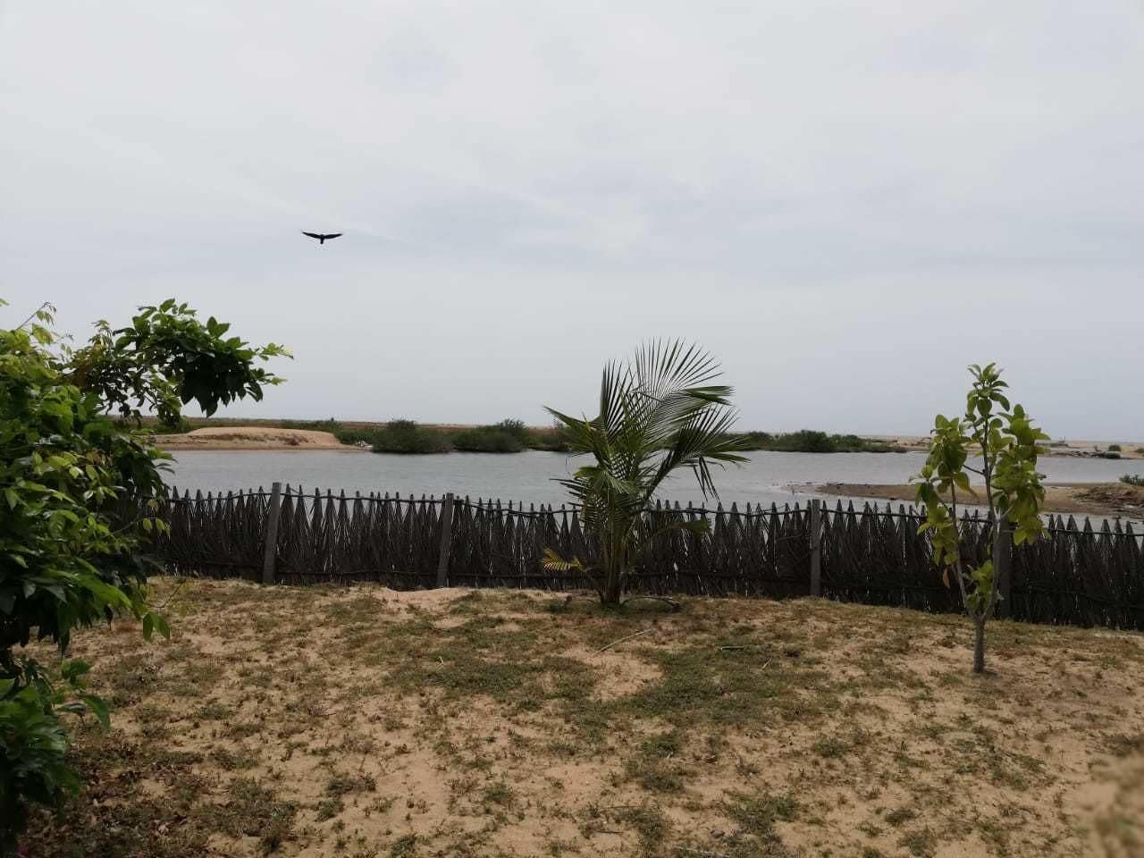 Área arenosa com uma palmeira e cerca, com vista para um corpo de água e um pássaro ao longe.