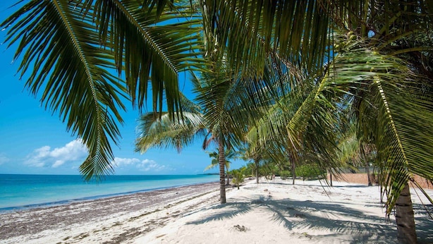 Uma praia com palmeiras e um céu azul límpido.