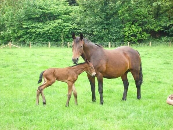 Um cavalo e um potrinho em um campo gramado, com uma cerca e árvores ao fundo.