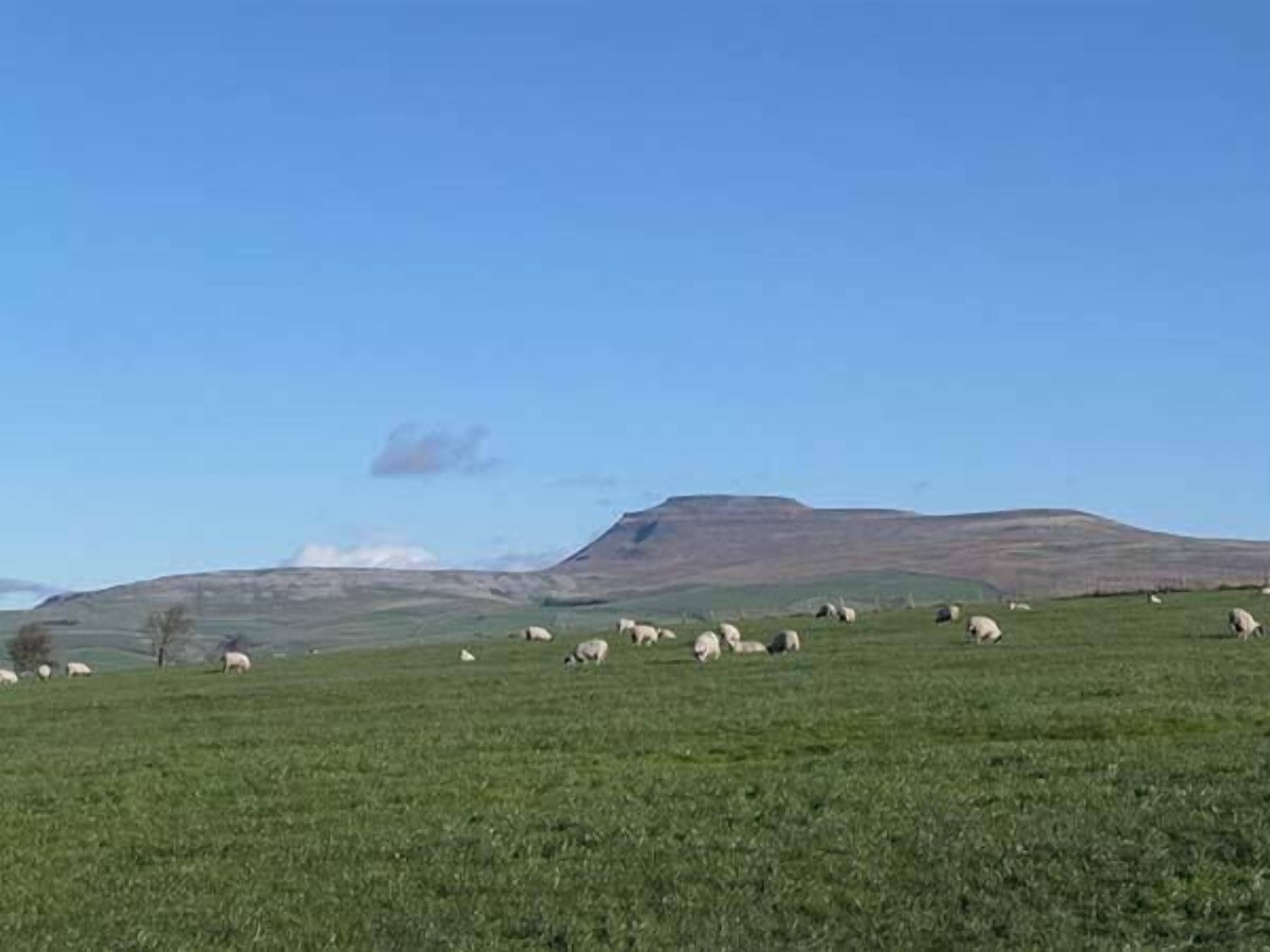 Um campo gramado com ovelhas pastando e uma montanha ao fundo.