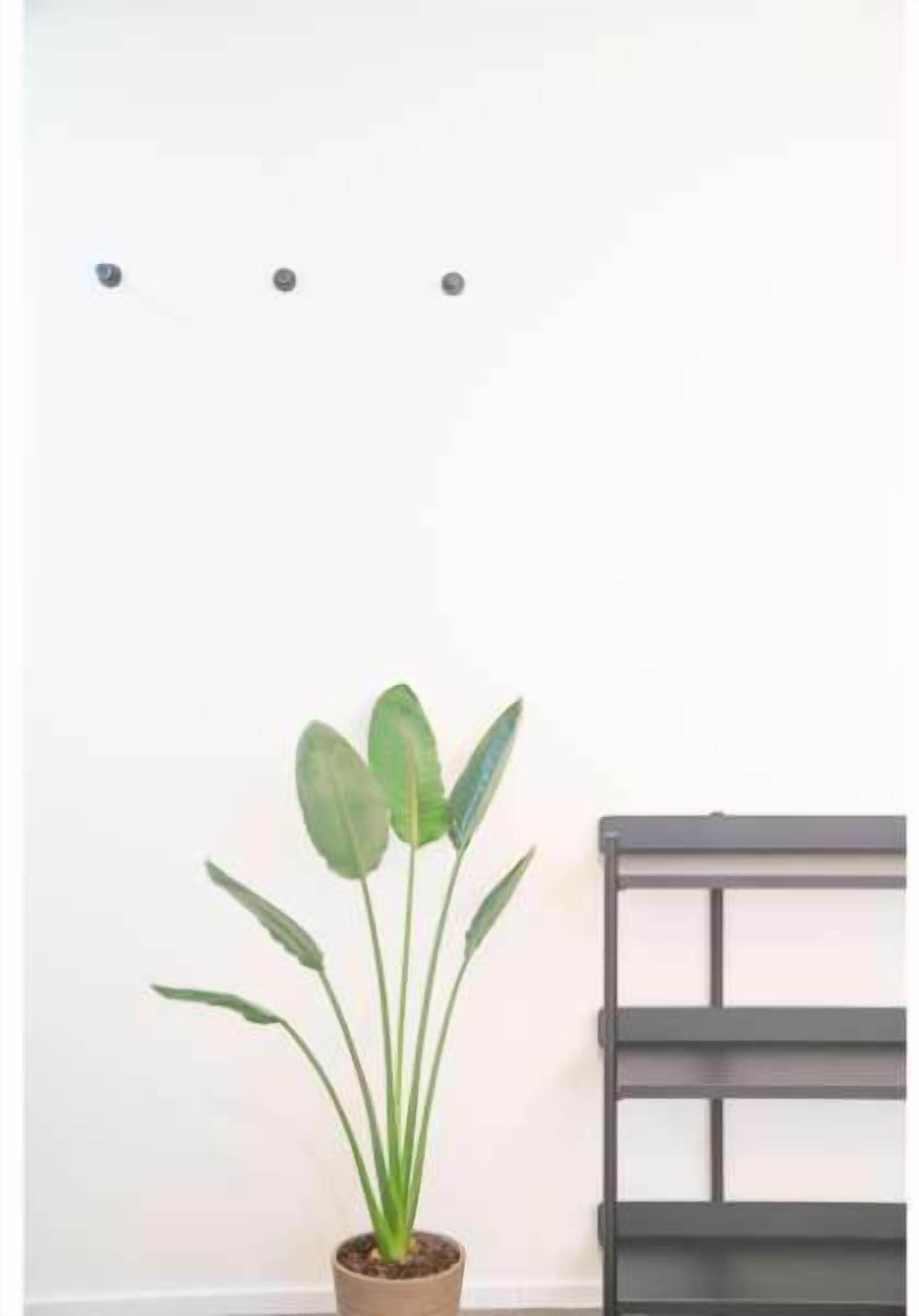 Uma planta em vaso com folhas largas, uma estante de metal e três ganchos fixados na parede.