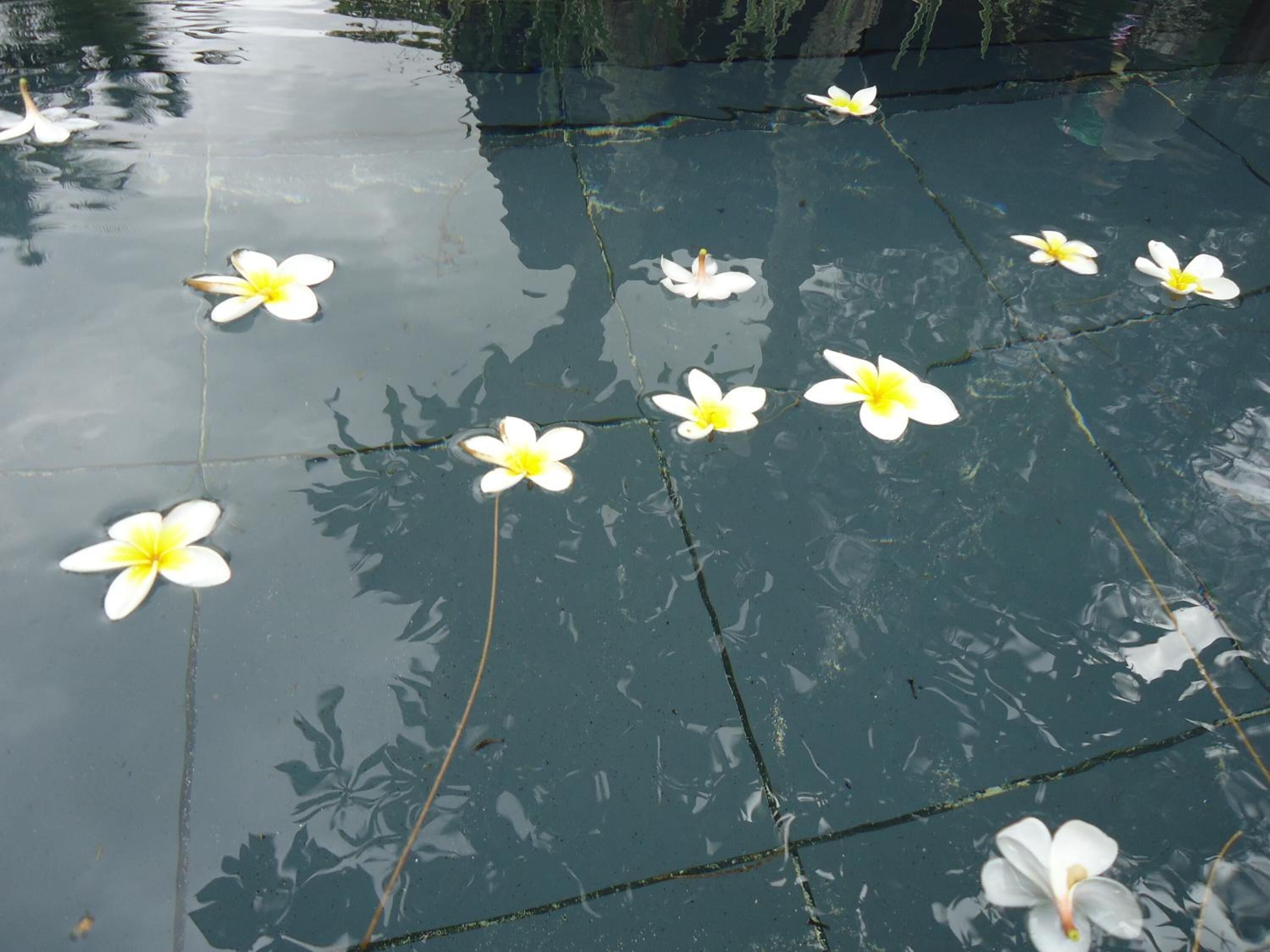 Superfície de água reflexiva com flores brancas flutuando.