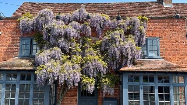 Uma casa de tijolos com uma árvore grande na frente e uma porta azul.
