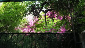 Um jardim com cerca de metal e árvores floridas.