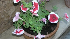 Uma planta em vaso com flores vermelhas e brancas sobre um parapeito de pedra.