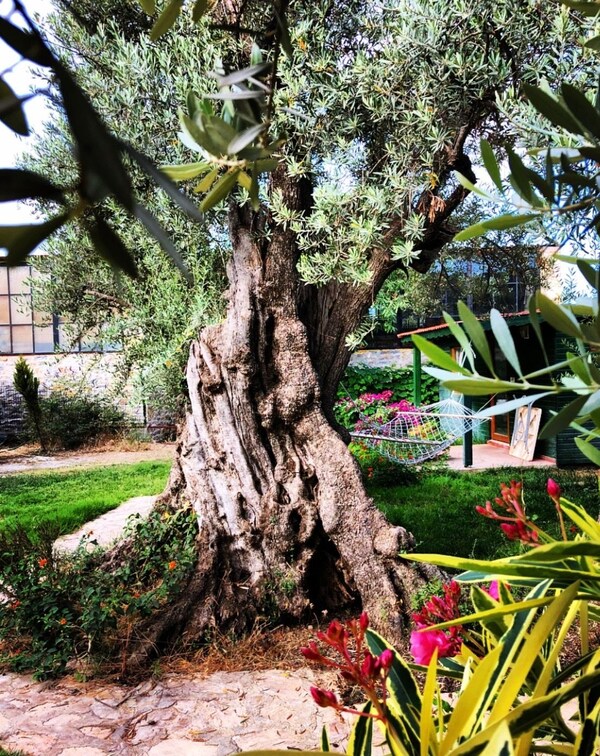 My Bungalov - Mesudiye