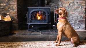 Um cão sentado em frente a uma lareira a lenha em um quarto com paredes de pedra.