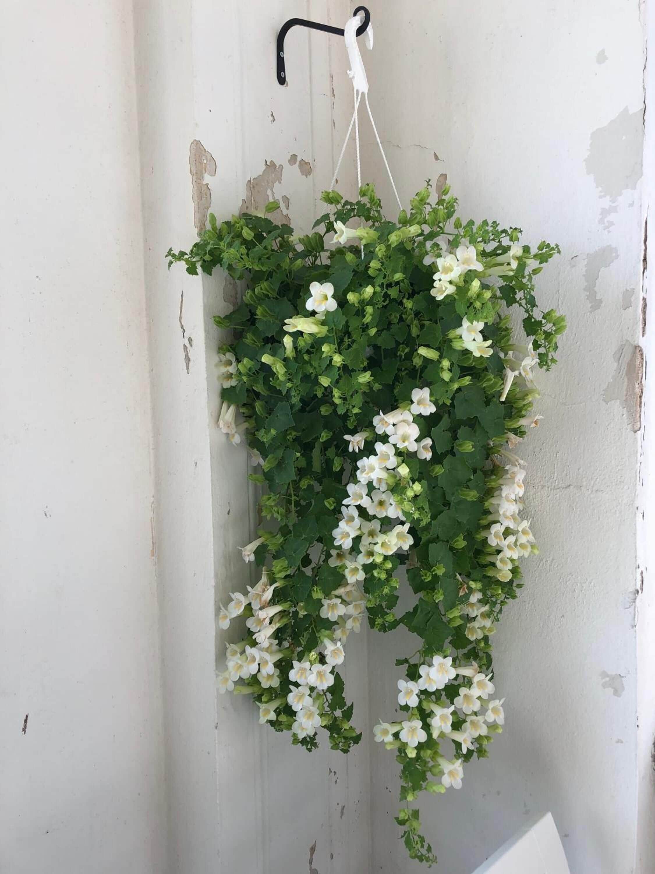 Planta pendente com flores brancas em frente a uma parede branca com pintura descascada.