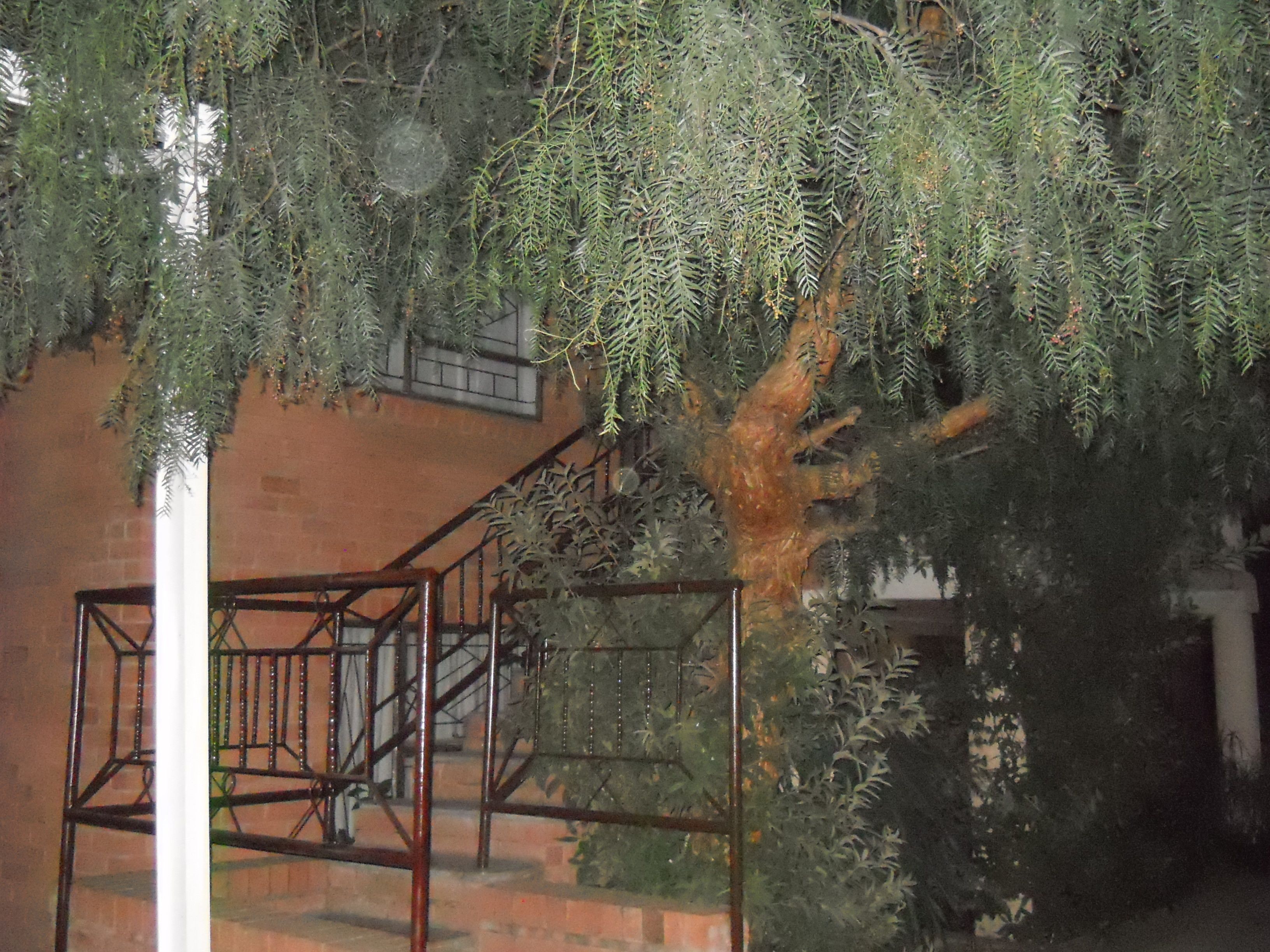 Uma escadaria com corrimãos de metal e uma árvore com folhagem densa.
