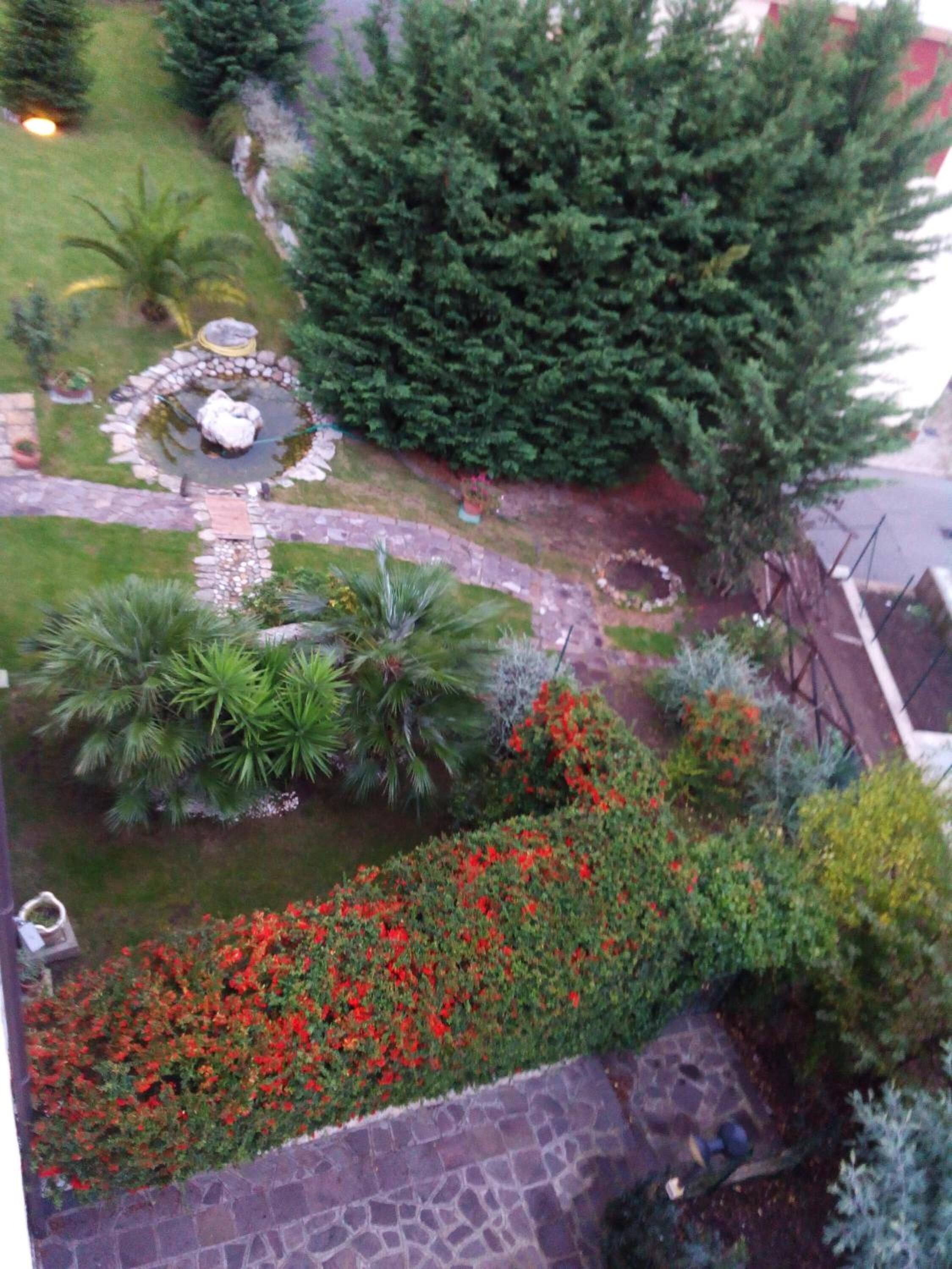 Um jardim com lago, diversas plantas e uma grande árvore.