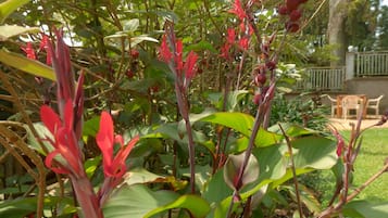 Jardim