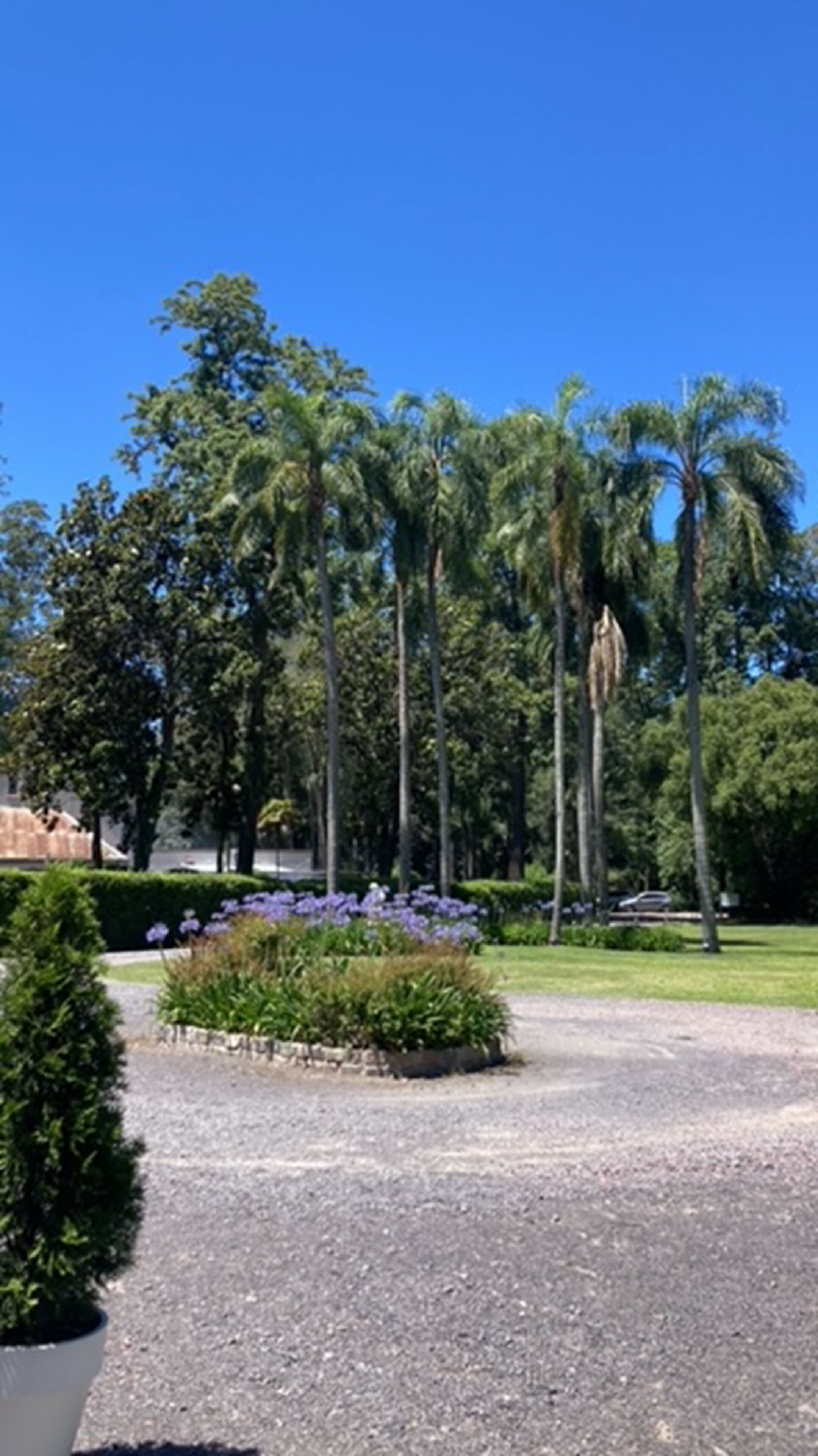 Um jardim ajardinado com palmeiras, um caminho de cascalho e flores roxas.