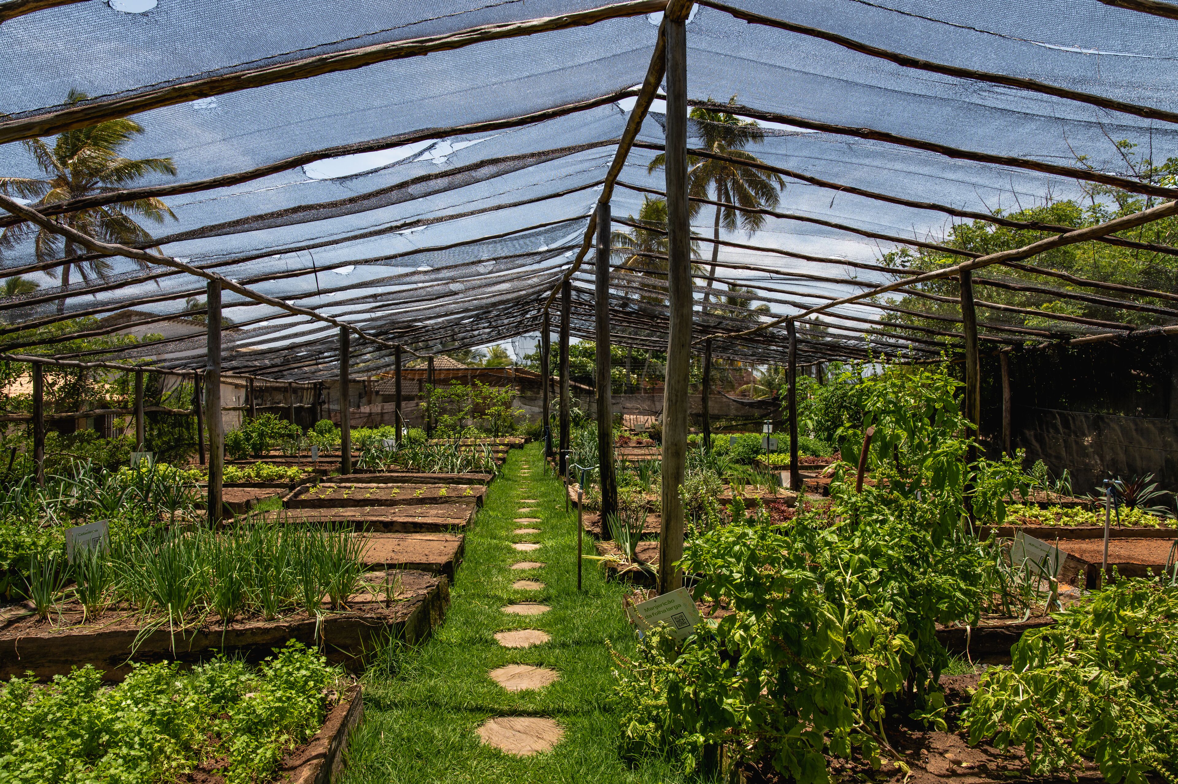 Uma estufa com fileiras de plantas e um caminho central.