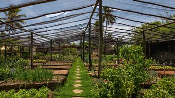 Uma estufa com fileiras de plantas e um caminho central.