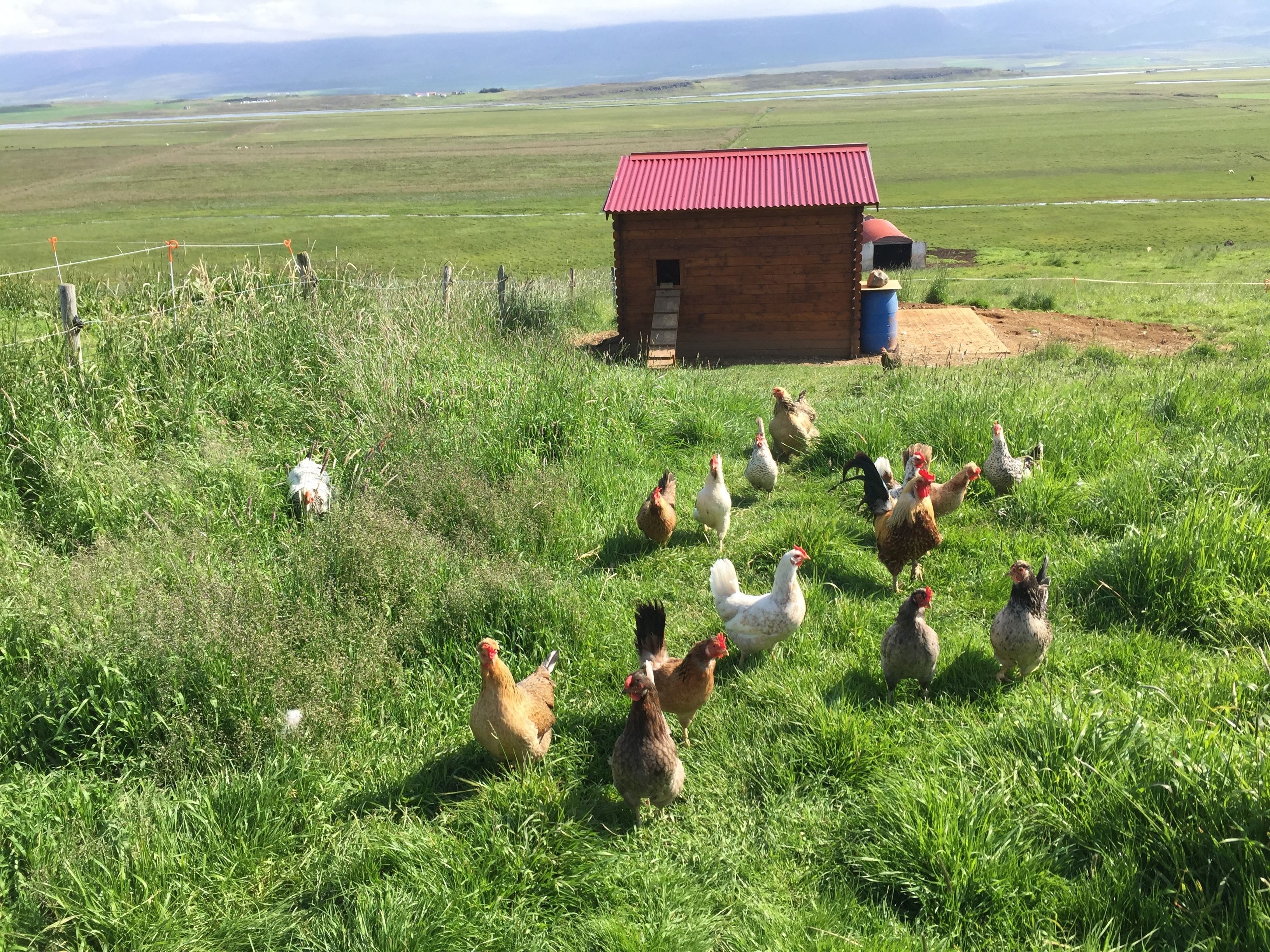 Paisagem rural com uma pequena construção de madeira, possivelmente um celeiro, cercada por uma área com galinhas.