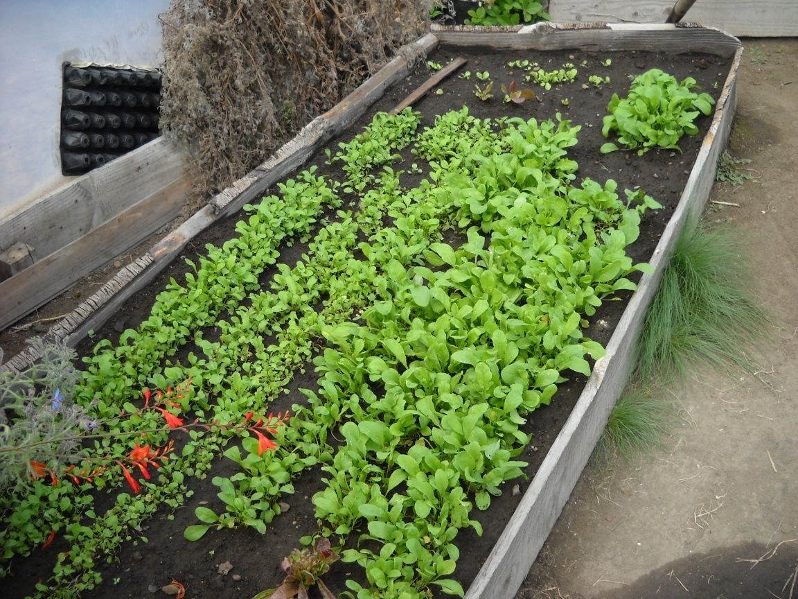 Um jardim no terraço com diversas plantas e uma borda de madeira.