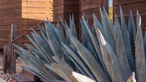 Um edifício moderno de madeira com uma janela e uma grande planta de agave em primeiro plano.
