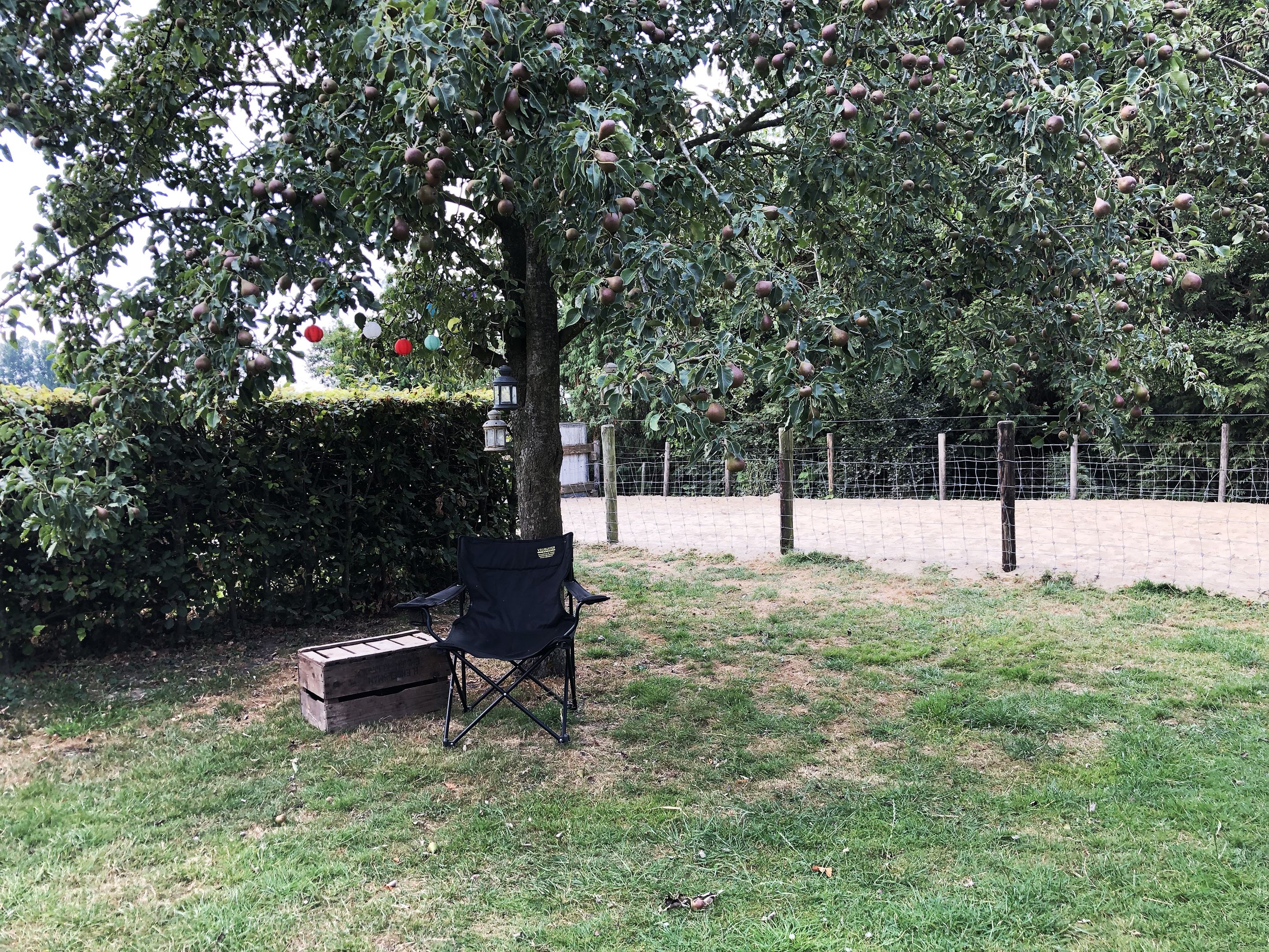 Uma árvore com frutos, um banco e uma cerca num jardim.