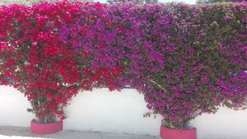 Duas plantas de bougainvilleira em vasos, com flores vibrantes em vermelho e roxo, em frente a uma parede branca.